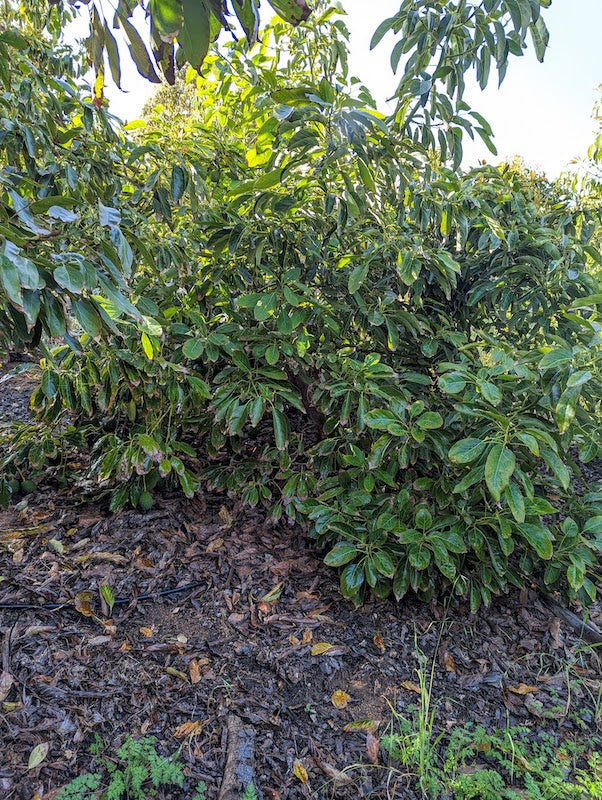 Tropical Fruit Box Organic Hass Avocados California Grown Farm Direct ...