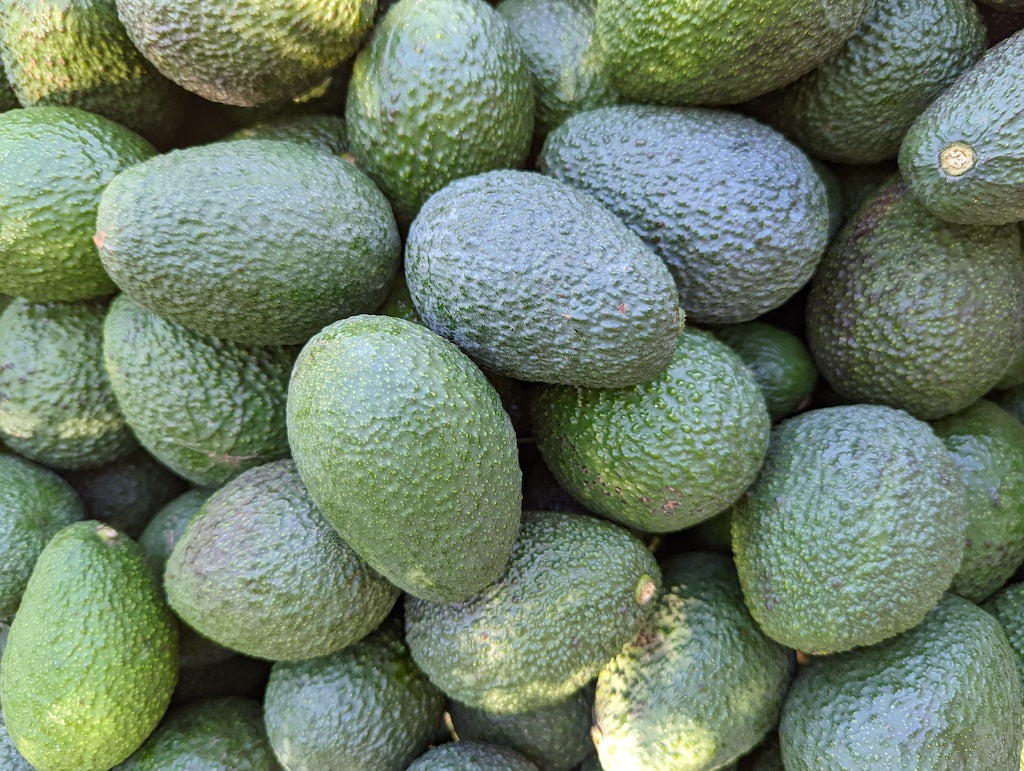 Avocados - Buy Direct from California Farm - Support Local Farms – SGG ...
